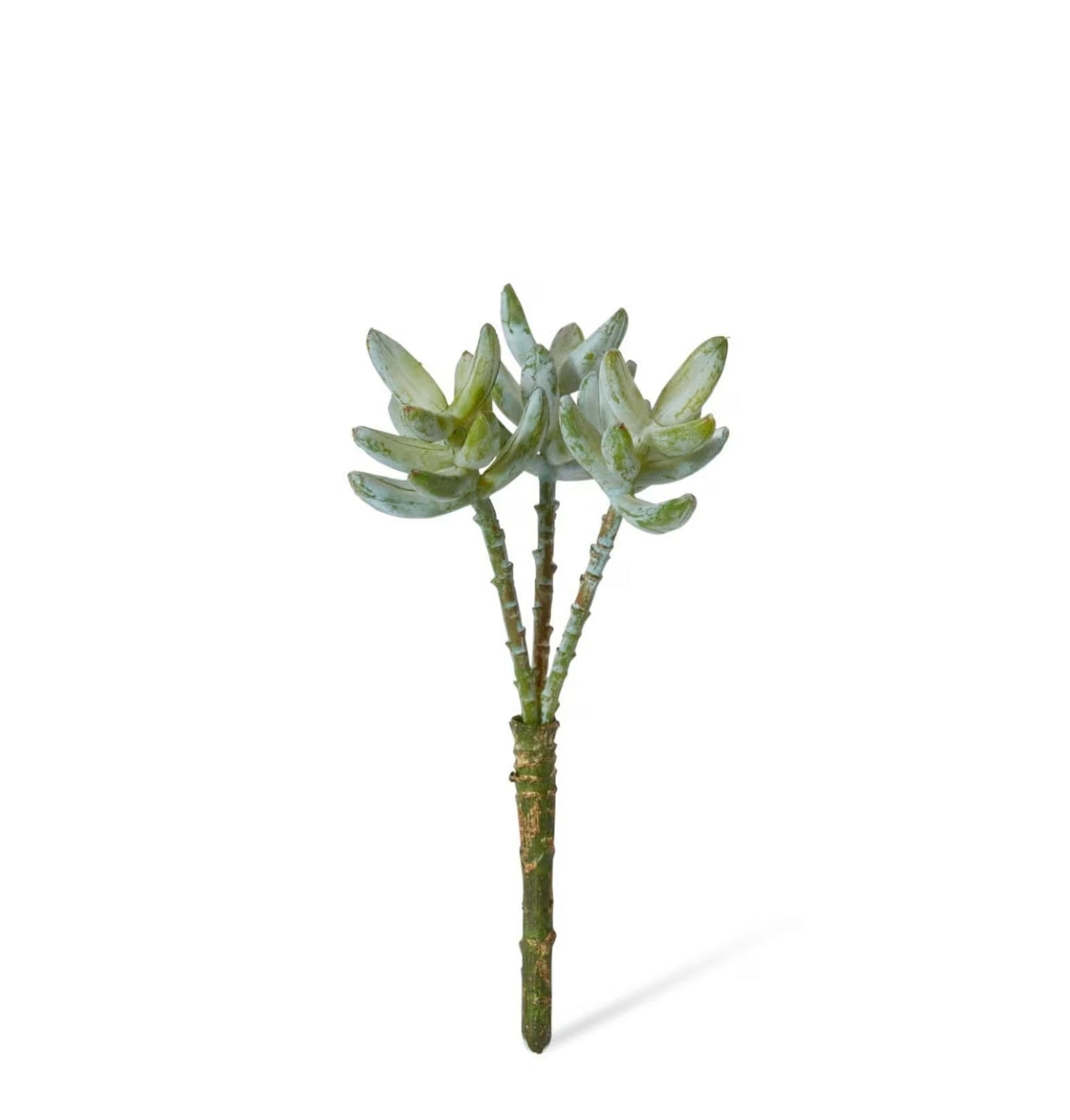 Sagecrest Sedum Pick — Biku Furniture & Homewares