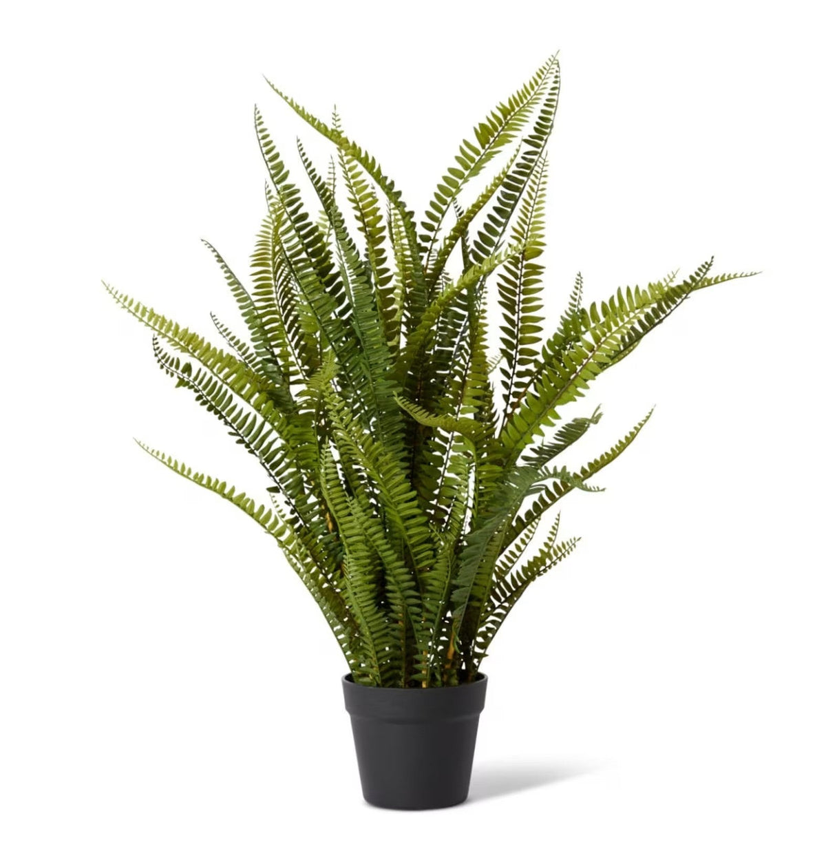 Verdant Boston Fern Planter M — Biku Furniture & Homewares