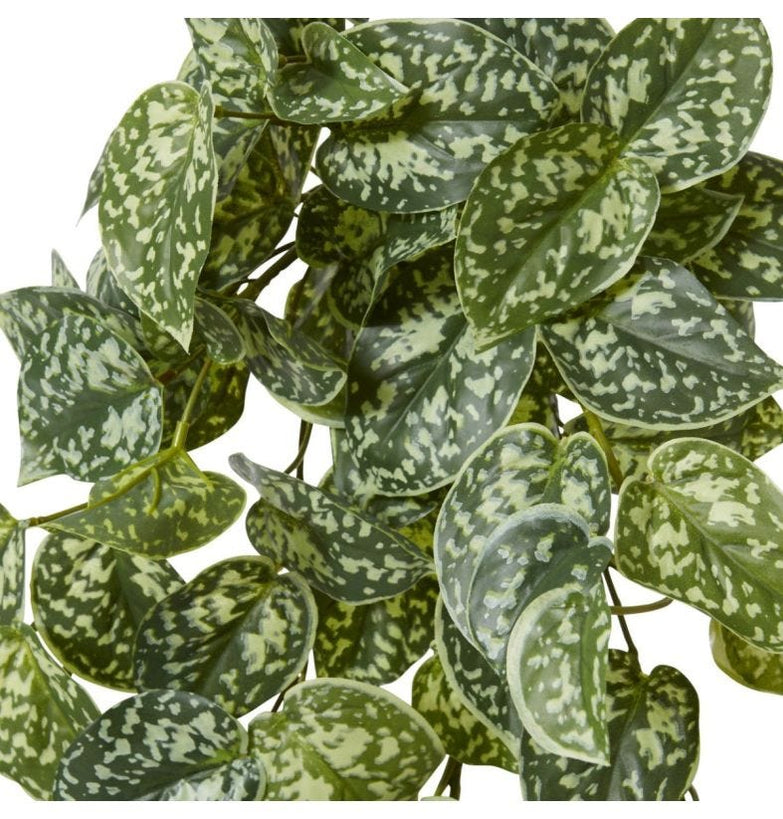 Pothos Satan Hanging Plant — Biku Furniture & Homewares