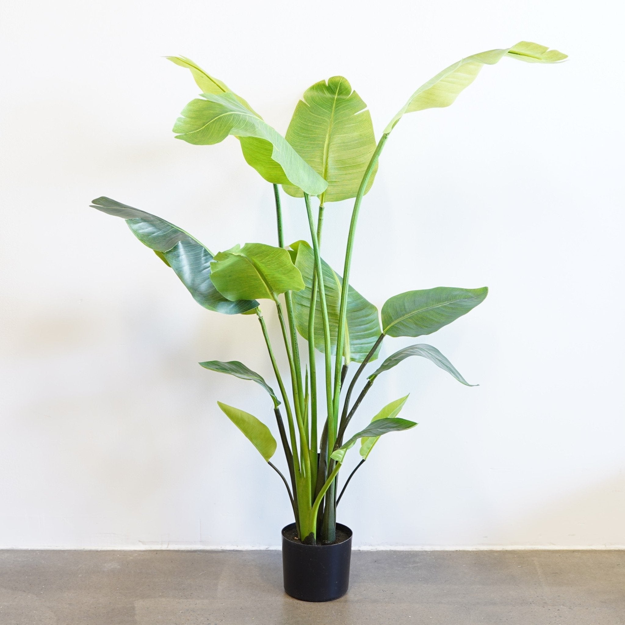 Biku Furniture & Homewares | Furniture Store Gold Coast Australia